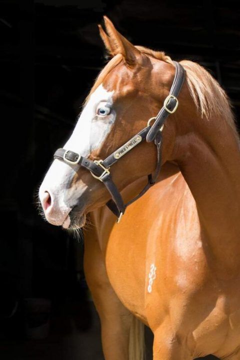SAPPHIRE SIOUX HAS THE LOOKS TO MATCH FAMED APACHE CAT - Cadet Lodge ...