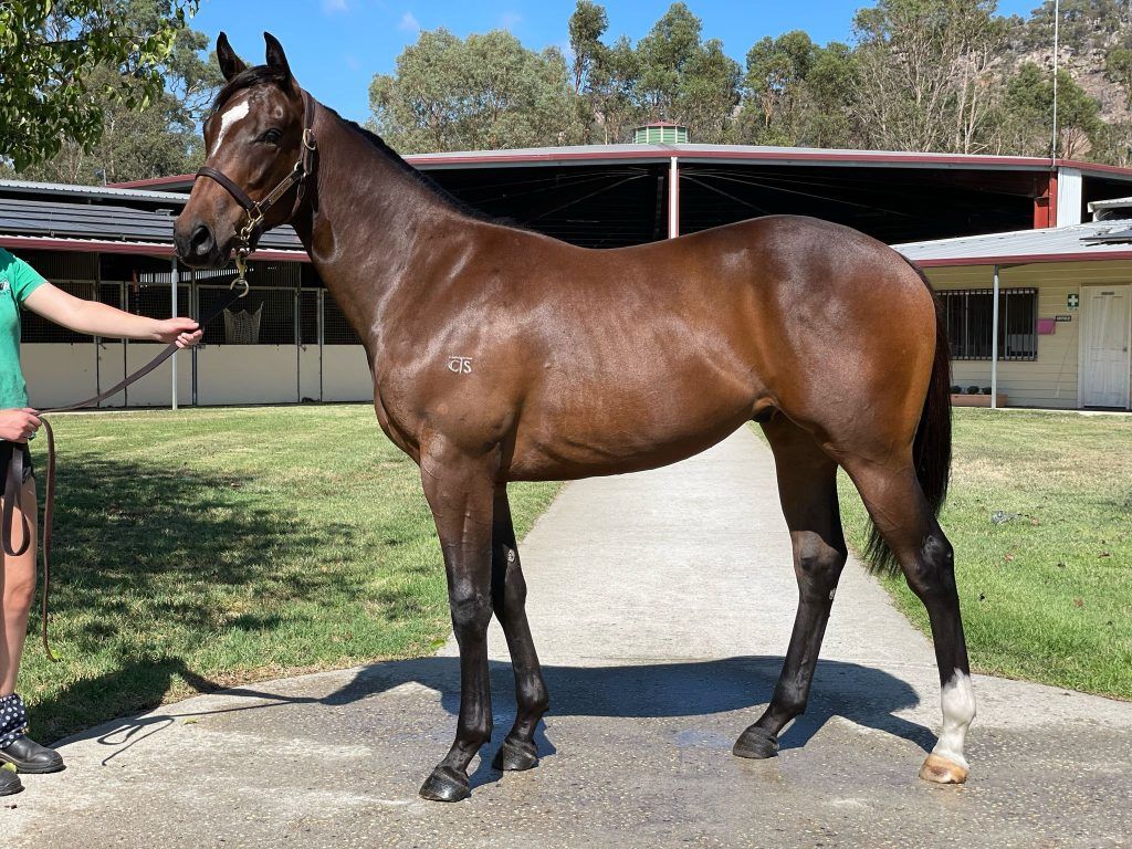 Wooded X My Lady Zena 23 - Cadet Lodge - Greg Eurell