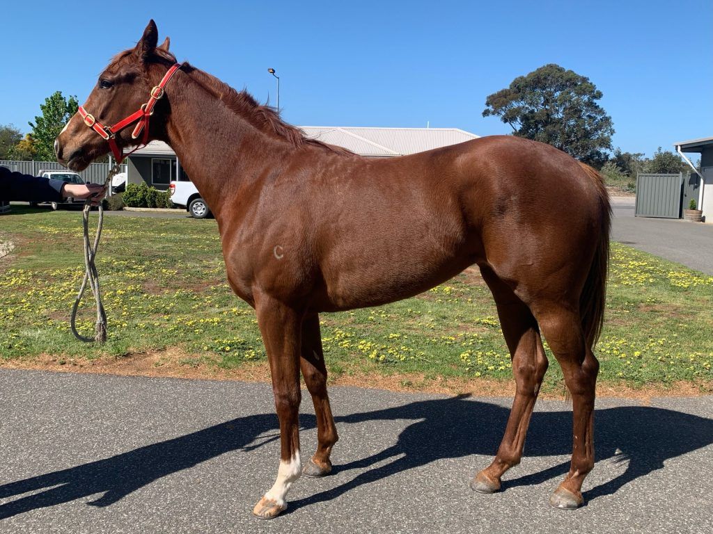 Rubi's Choice - Cadet Lodge - Greg Eurell