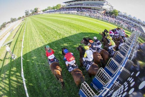 Gigidy Gigidy Goo To Compete At Belmont On Wednesday - Pearce Racing