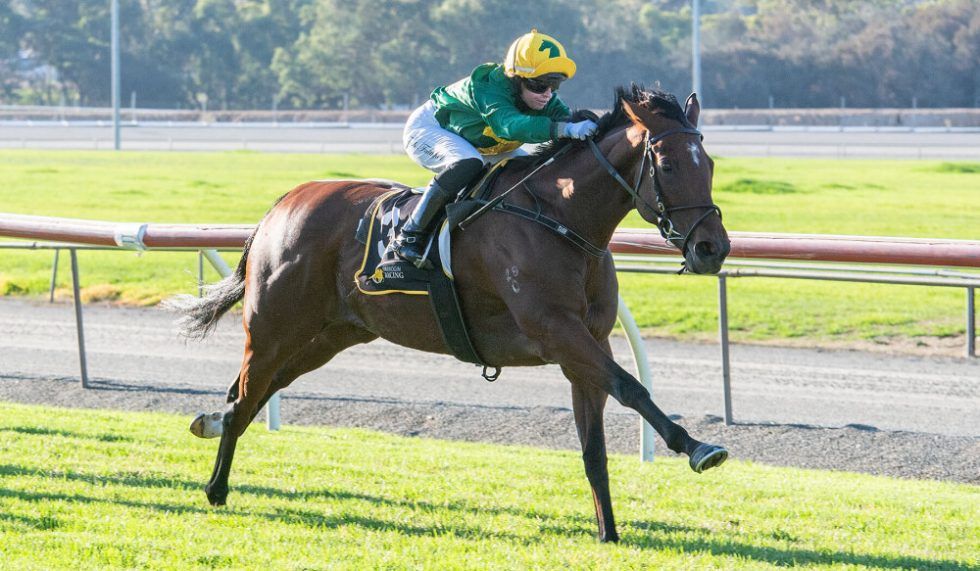 Platinum Shot continues good form - Pearce Racing