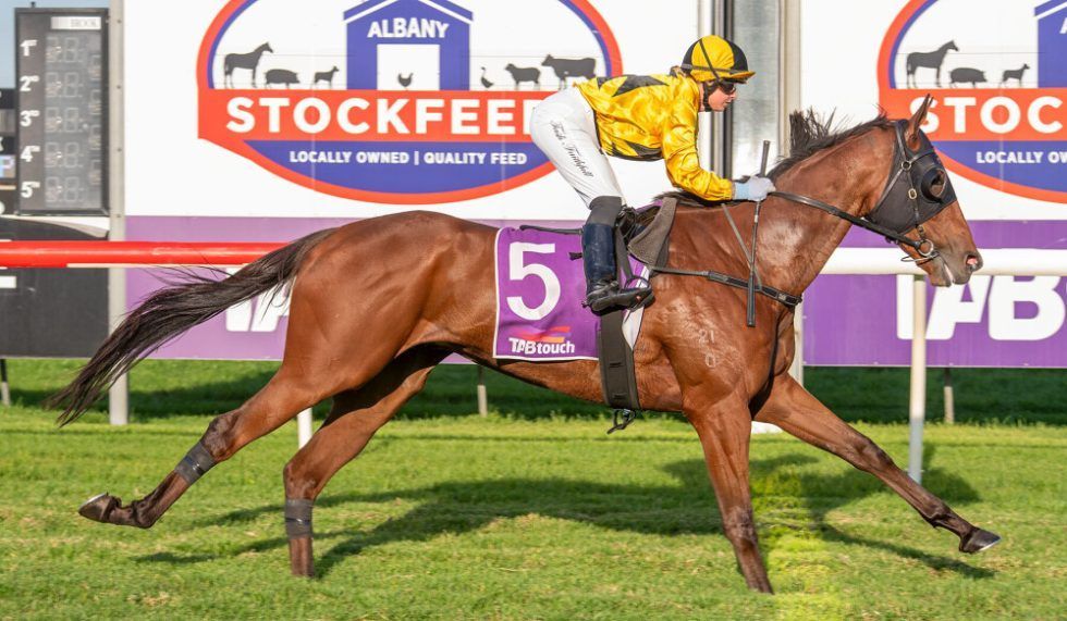 Albany double for Peace-Faithfull combination - Pearce Racing