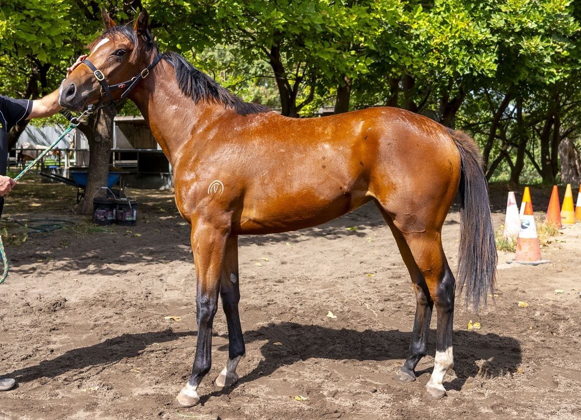 Awesome Rock X Jean - Pearce Racing