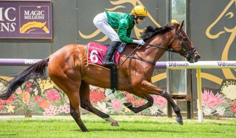 Deserved first Saturday win for Platinum Shot - Pearce Racing