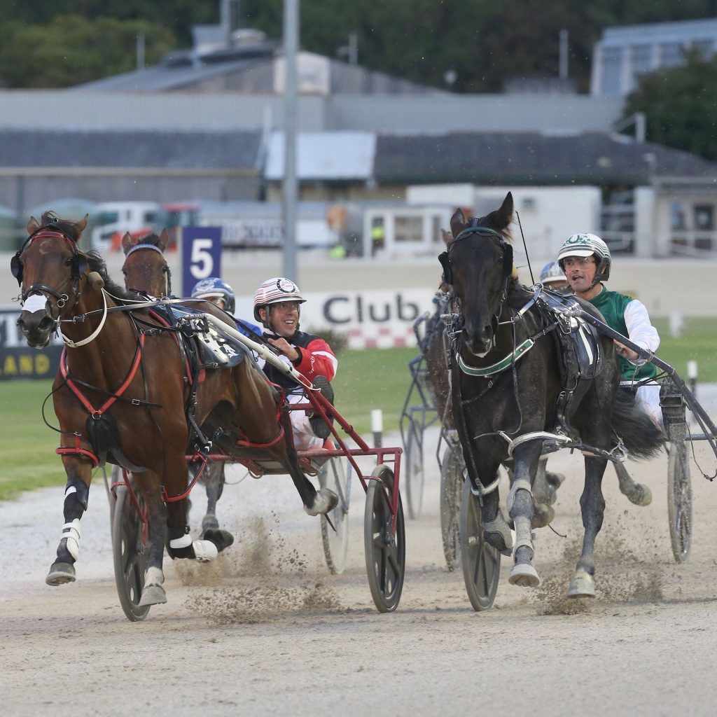 Star NZ filly joins the team - Aaron Bain Racing