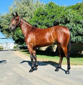 Home - Aaron Bain Racing