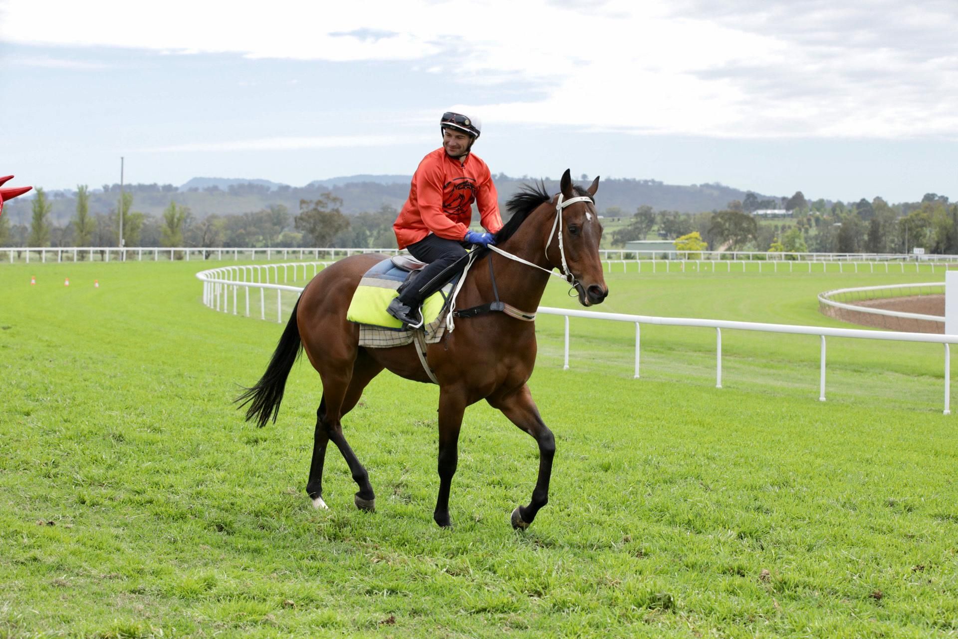 GREAT SHOTS AT TRACKWORK - Group One Thoroughbreds