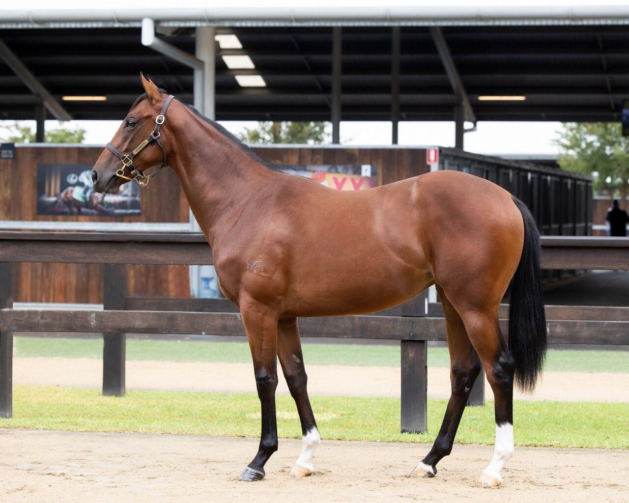 Racing Syndicate Shares - Group One Thoroughbreds