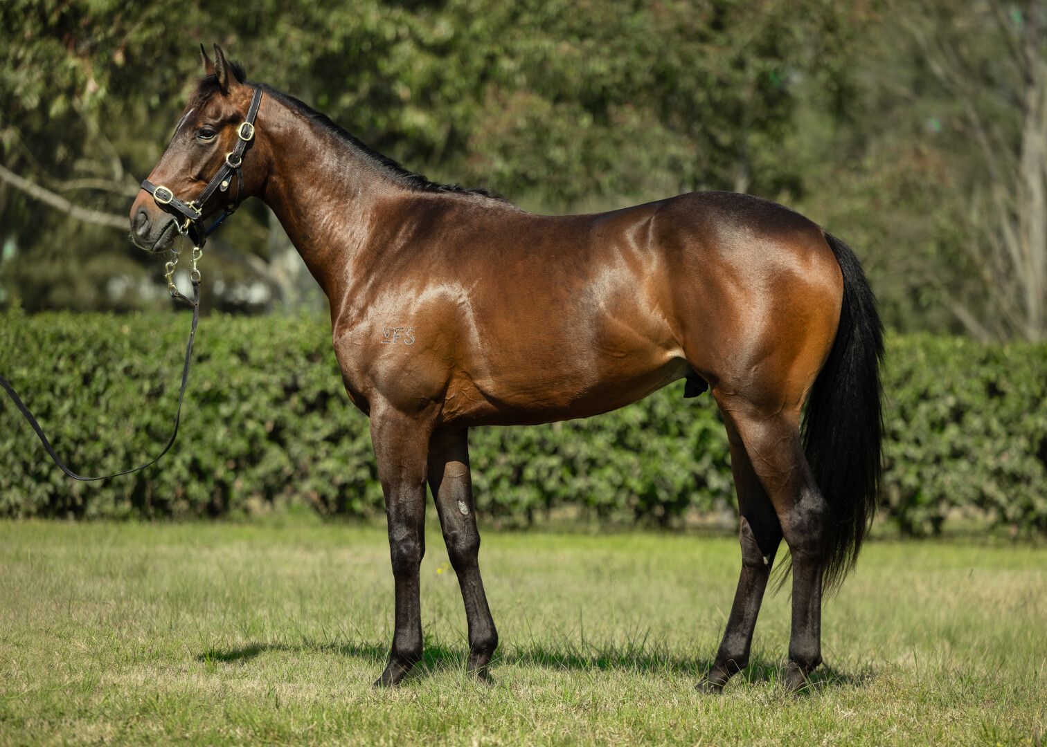 Racehorse Shares - Horse Syndicate Sydney | Group One Thoroughbreds