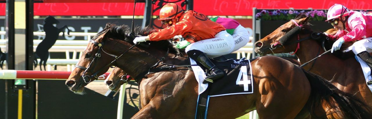 Group One Thoroughbreds | Racehorse Syndicator - Racing Syndicates