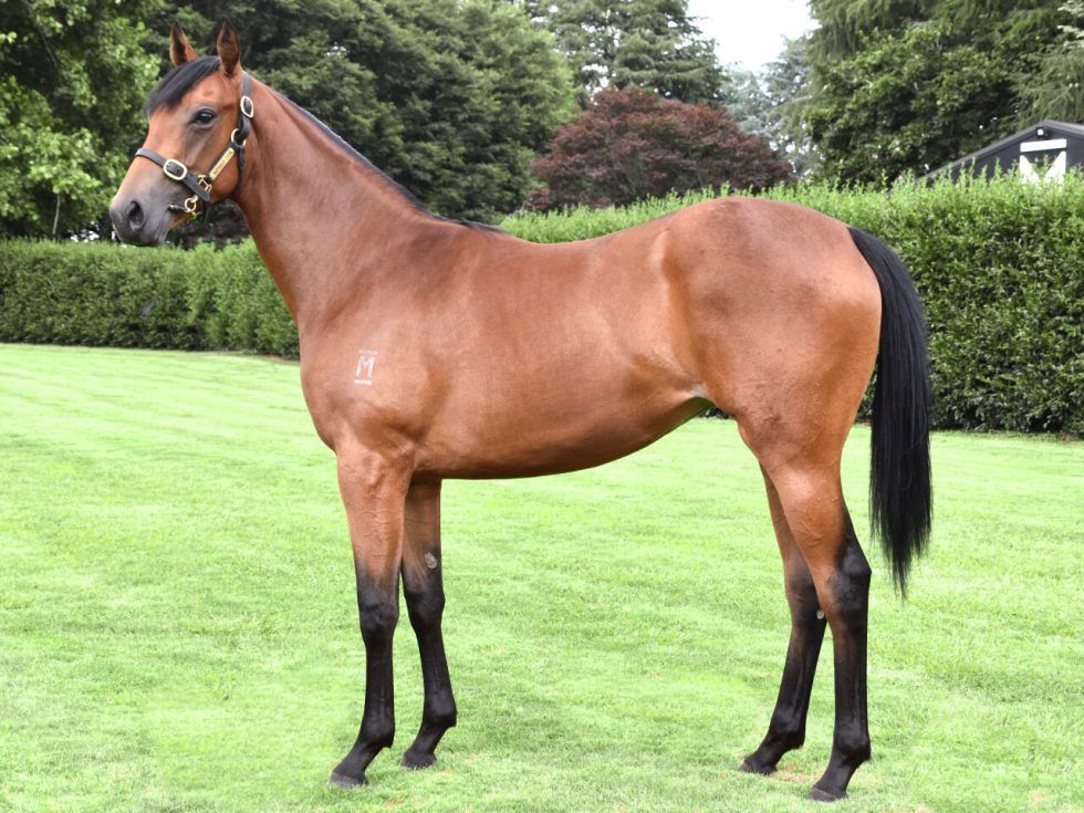 Group One Thoroughbreds Racehorse Syndicator - Horse shares available