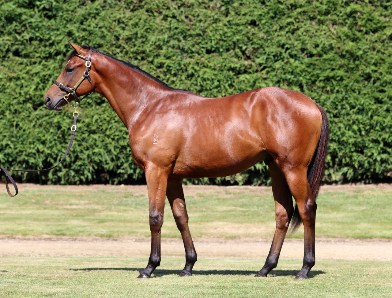 Group One Thoroughbreds | Racehorse Syndicator - Racing Syndicates