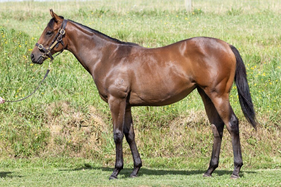 Group One Thoroughbreds | Racehorse Syndicator - Racing Syndicates