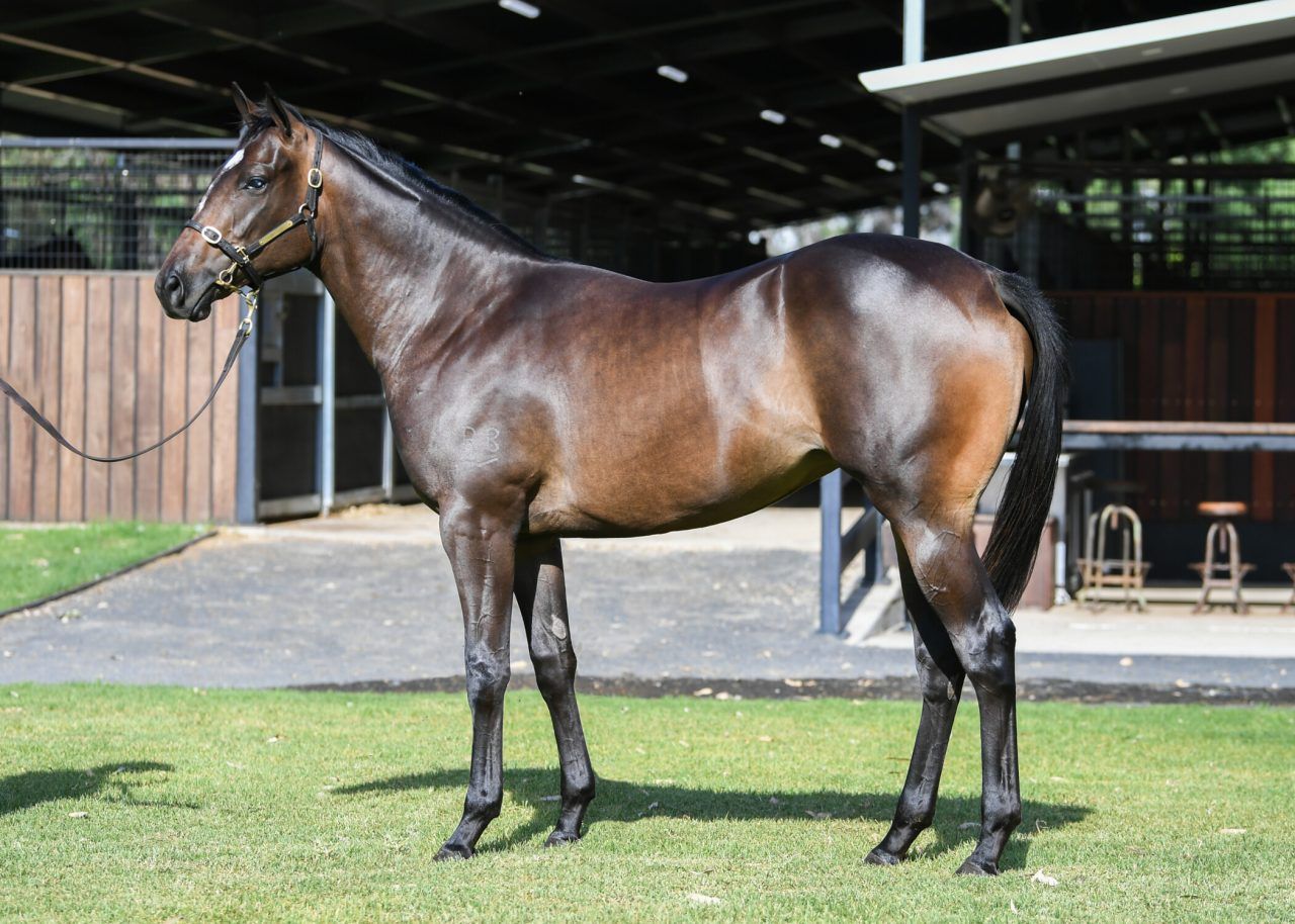 Group One Thoroughbreds Racehorse Syndicator - Horse shares available