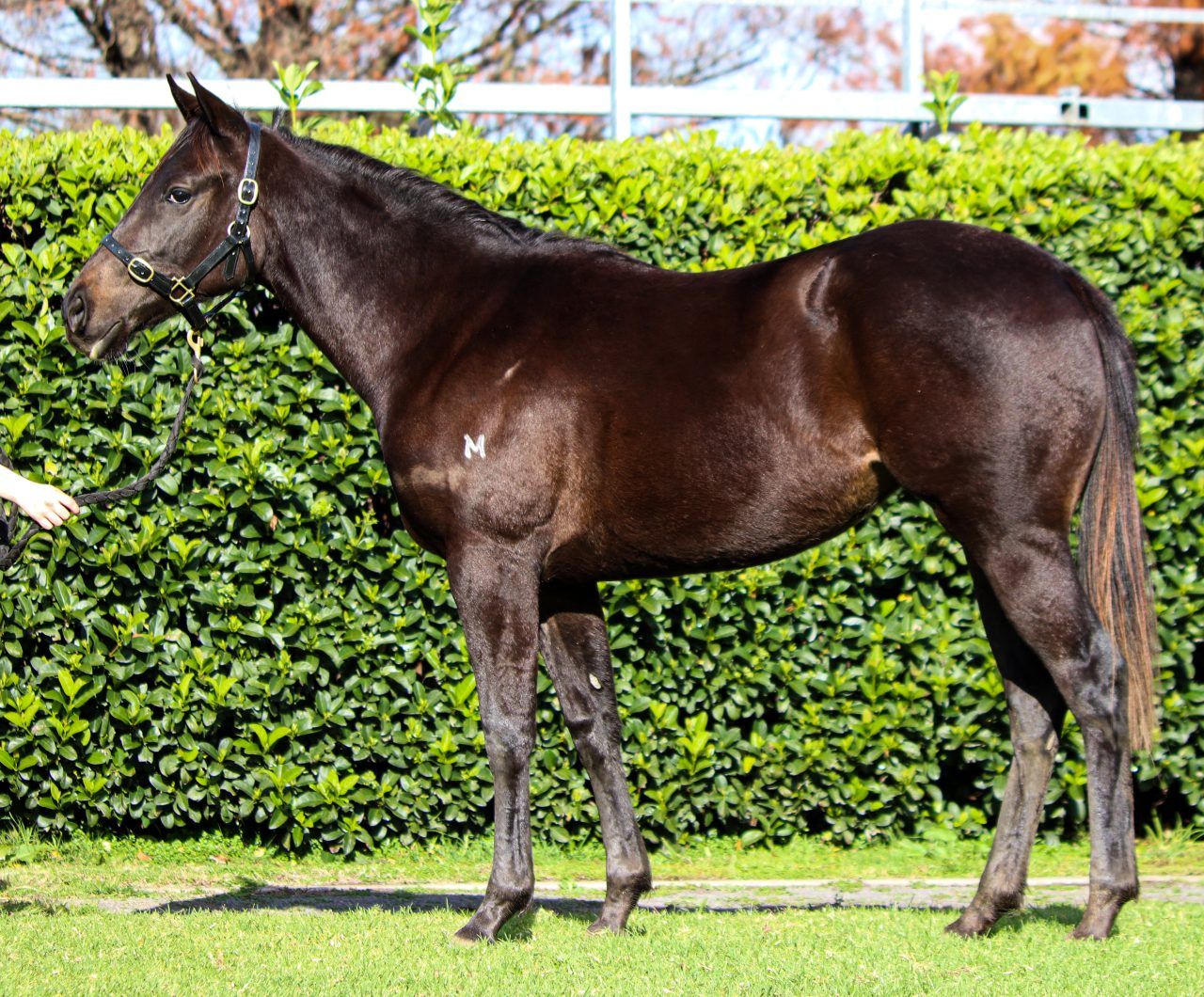 Group One Thoroughbreds | Racehorse Syndicator - Racing Syndicates