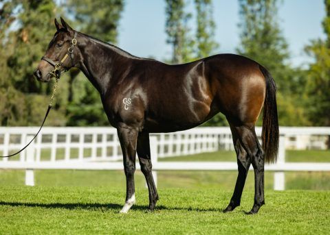 Group One Thoroughbreds | Racehorse Syndicator - Racing Syndicates