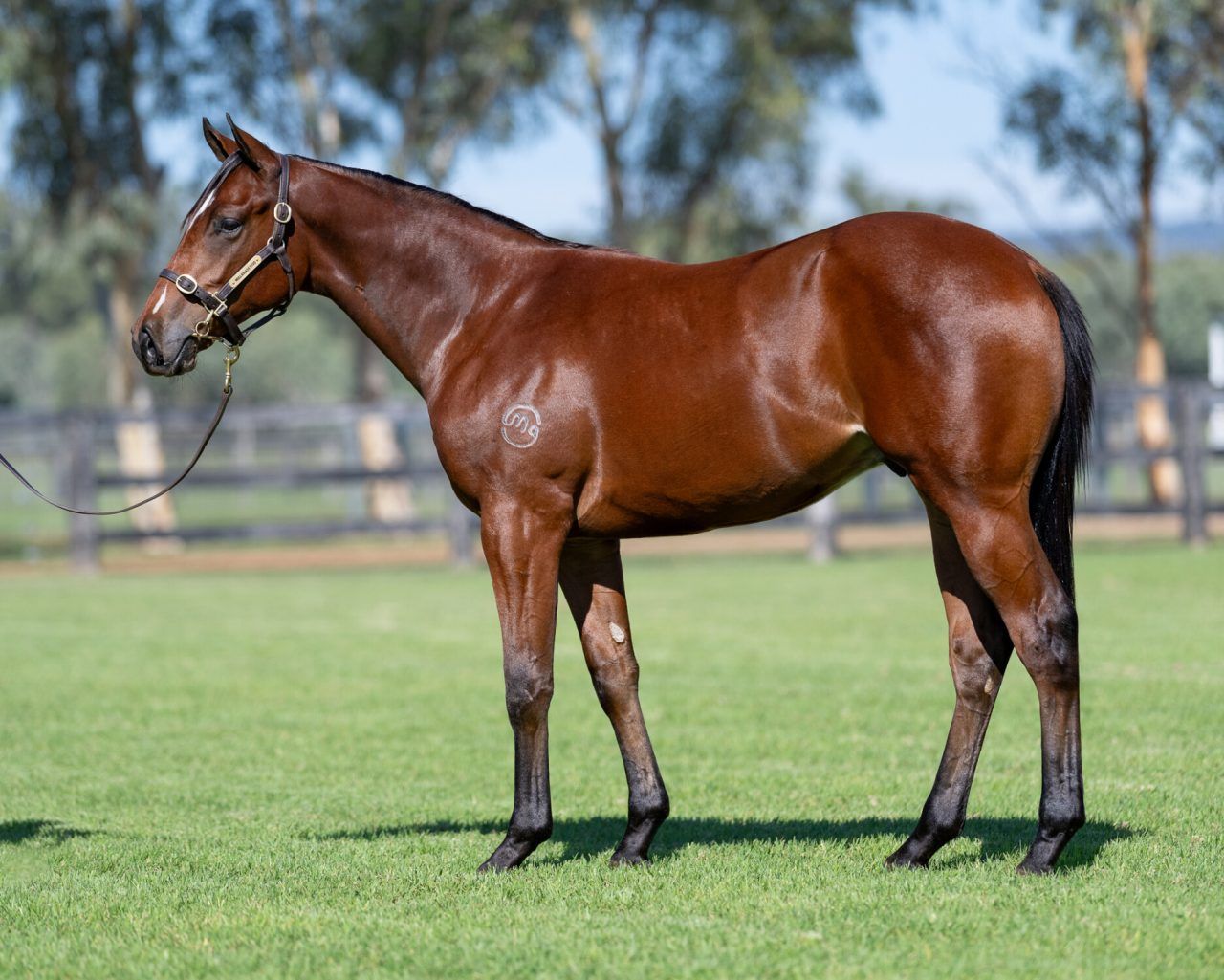 Group One Thoroughbreds | Racehorse Syndicator - Racing Syndicates