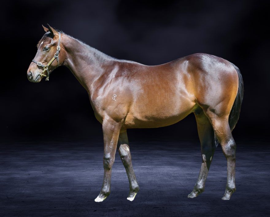 Group One Thoroughbreds Racehorse Syndicator - Horse shares available