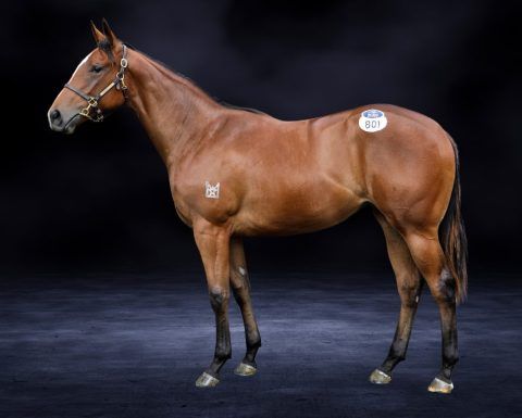 Group One Thoroughbreds Racehorse Syndicator - Horse shares available