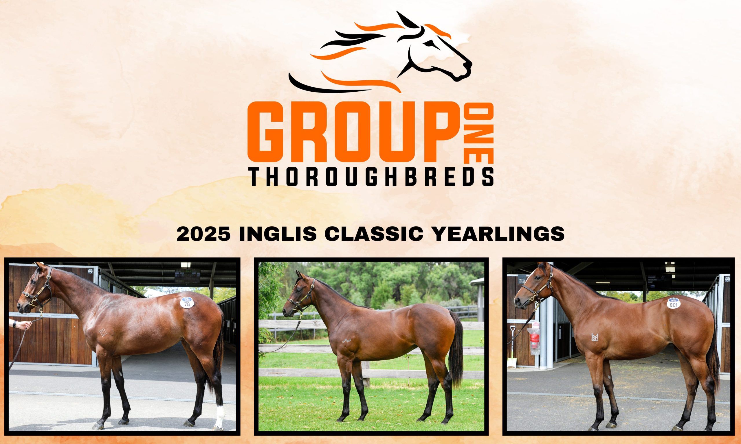 Group One Thoroughbreds Racehorse Syndicator - Horse shares available