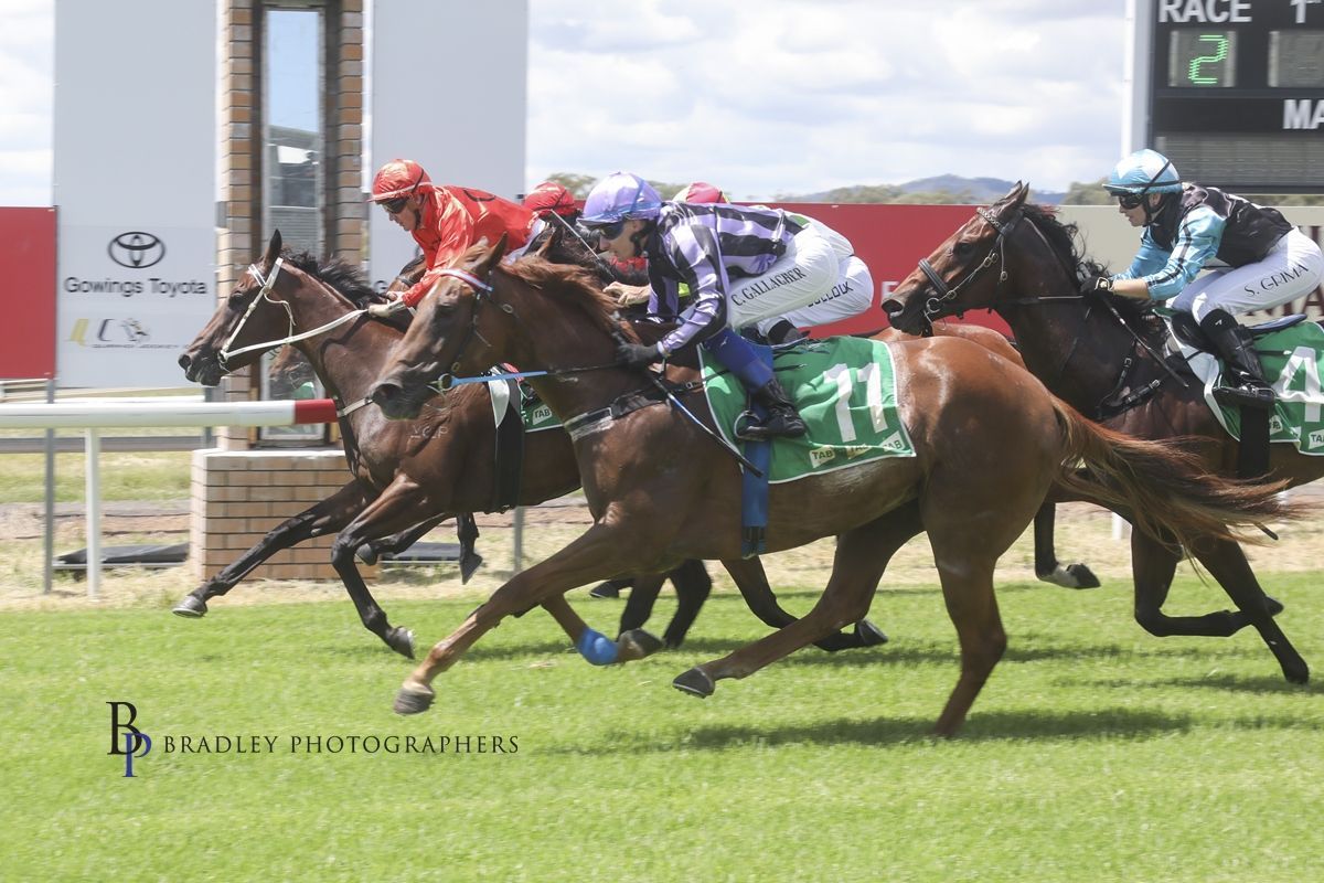 Group One Thoroughbreds Racehorse Syndicator - Syndication shares