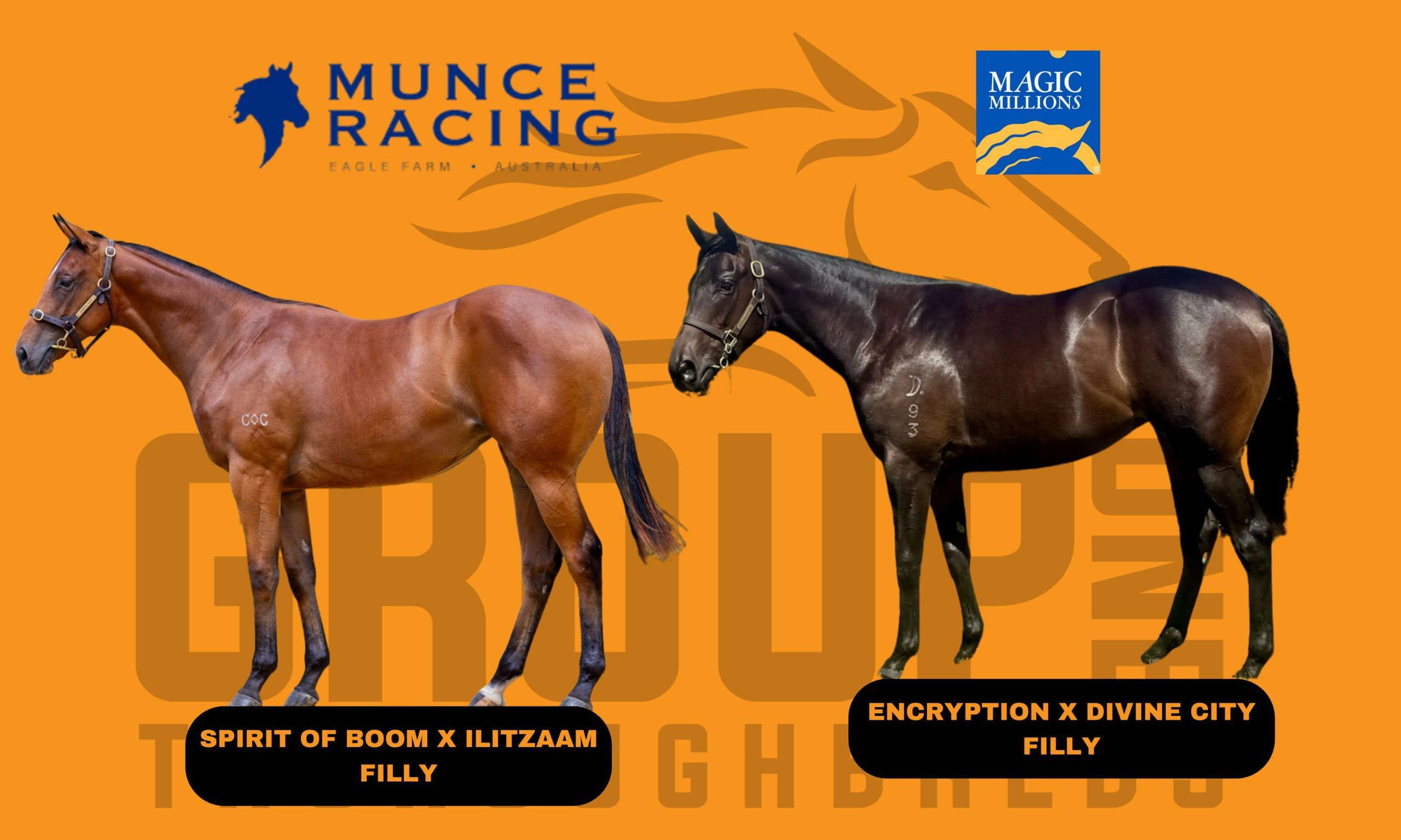 Group One Thoroughbreds Racehorse Syndicator - Syndication shares