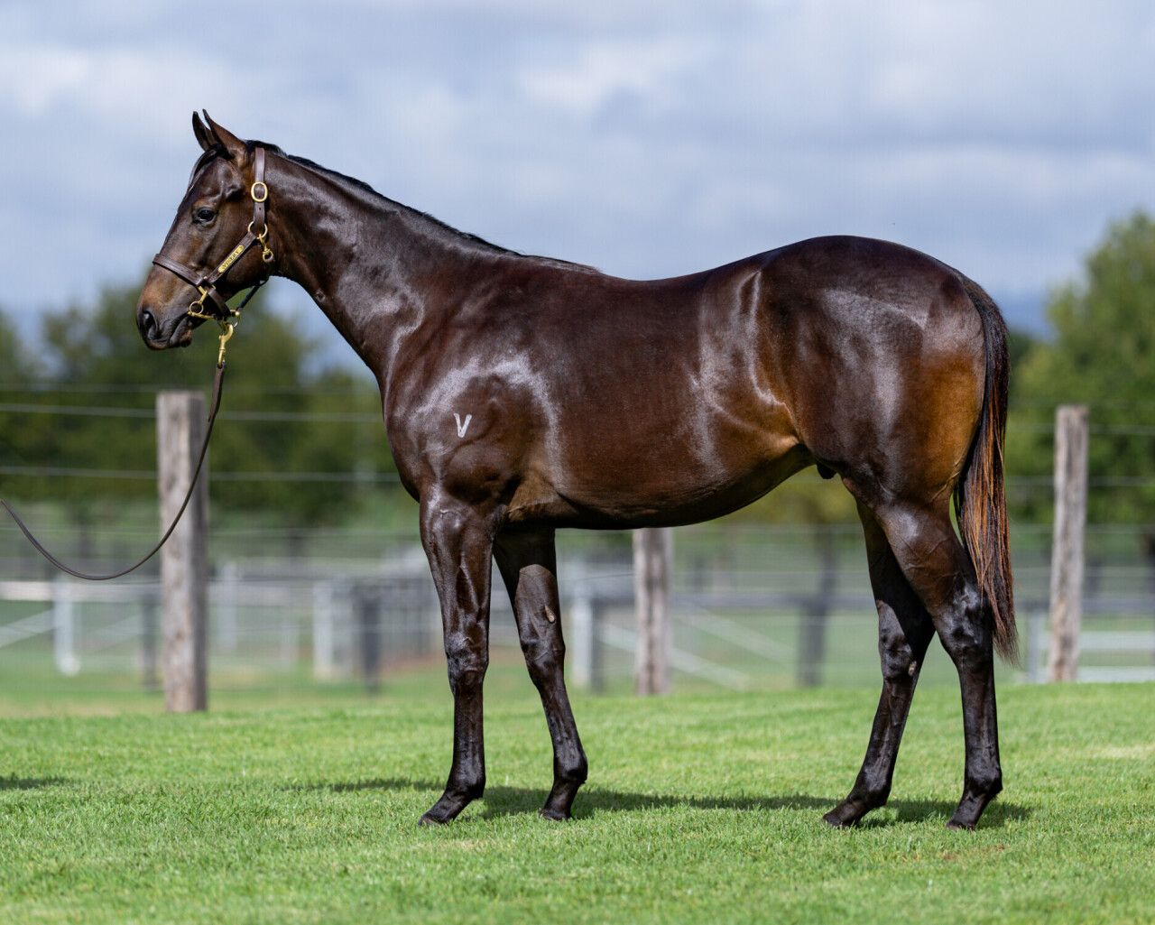 Racing Syndicates with Group One Thoroughbreds