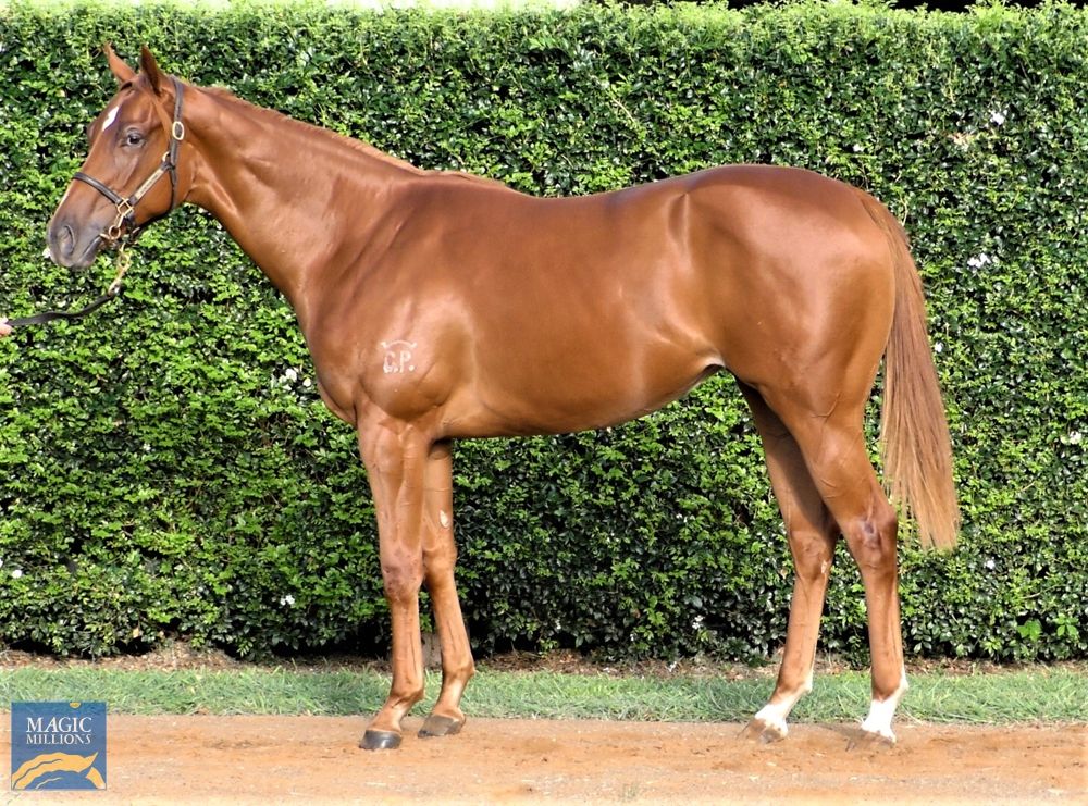 Horse Racing Syndicates Melbourne | Race Horse Syndication