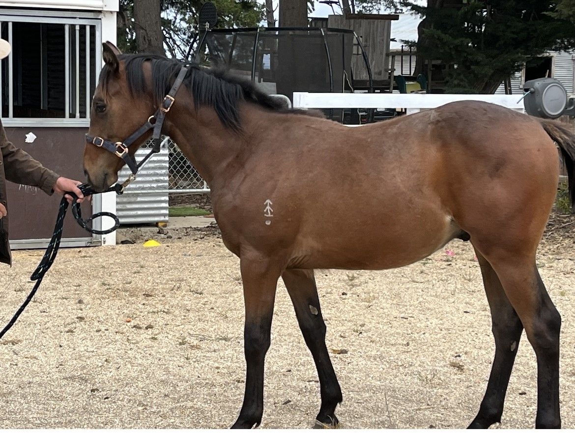 Swift Statement - Slade Bloodstock
