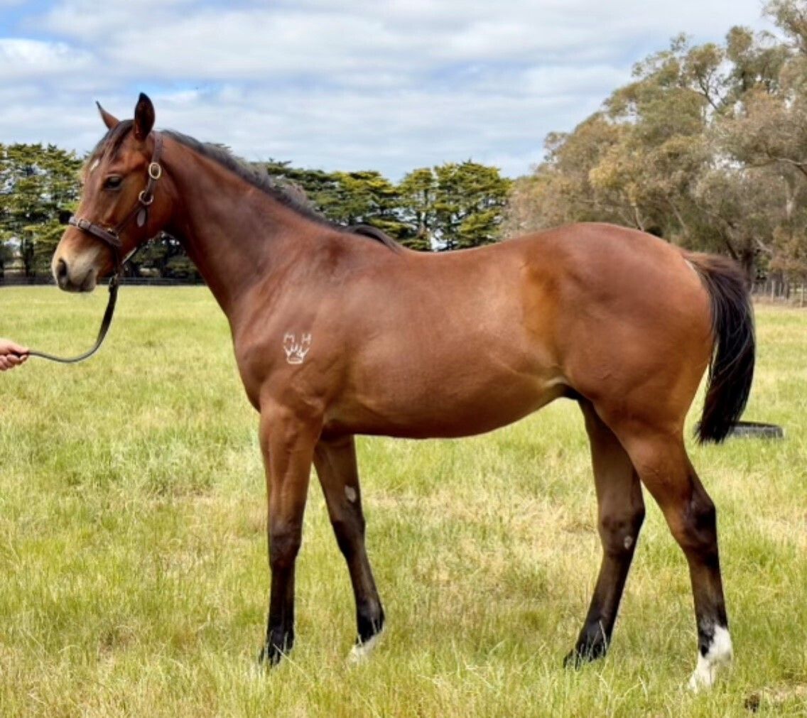 Impending War - Slade Bloodstock