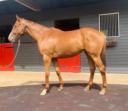 Horses Available - Scott Cameron Racing