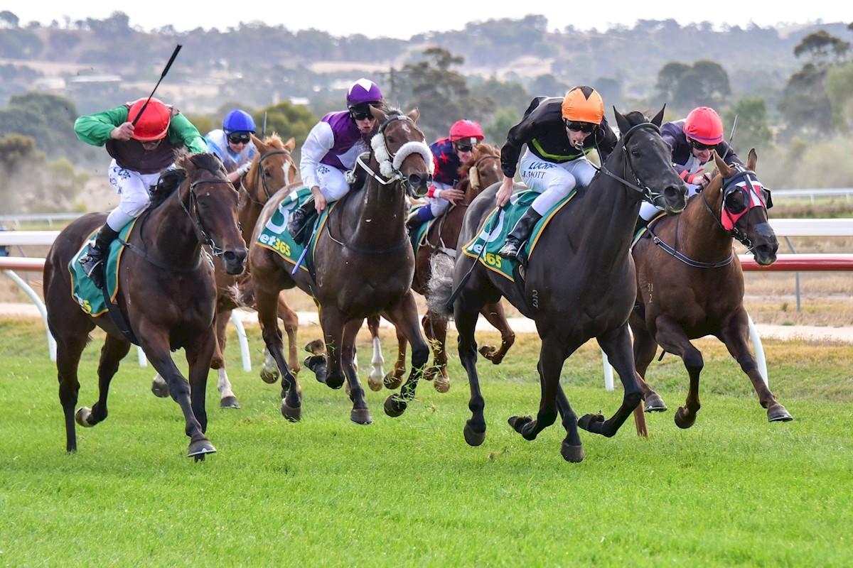 "George" bullocks through to another win - Malady Racing