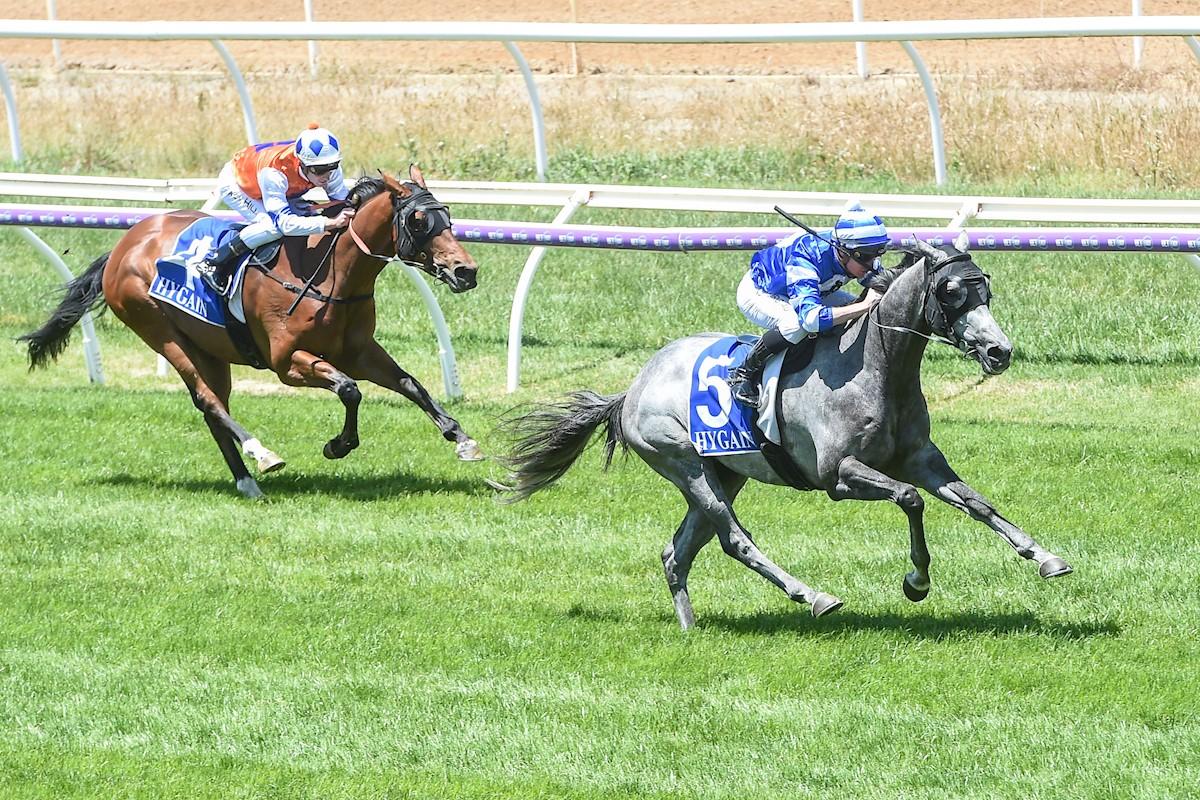 Fragile Valentine wins his maiden - Malady Racing