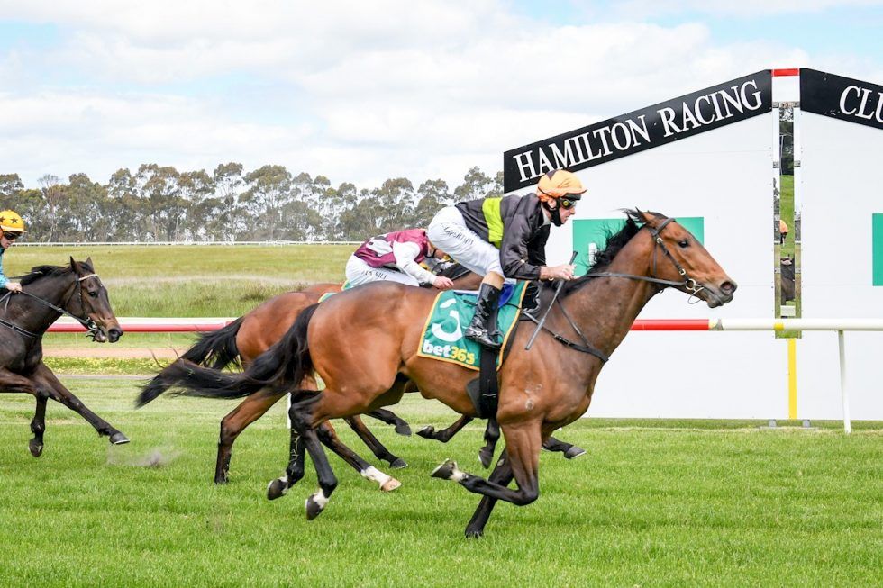 Australian Horse Trainer - Malady Racing