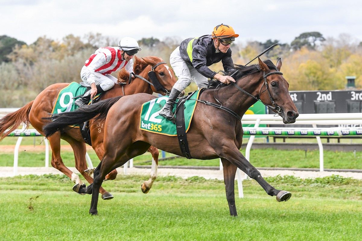 "Boy" wows them at Kyneton - Malady Racing