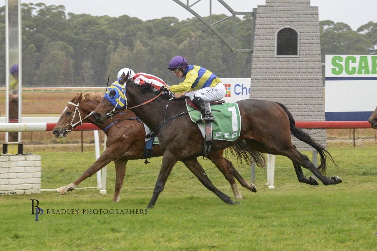 Australian Horse Trainer - Murray Racing