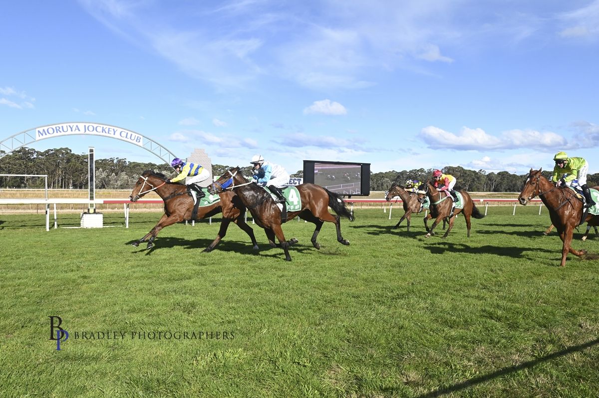 Australian Horse Trainer - Murray Racing