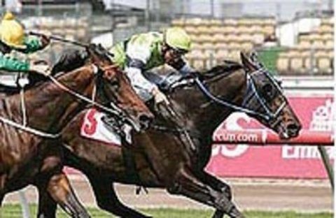 Shamoline Warrior Spelled for Autumn Campaign - Delbridge Racing