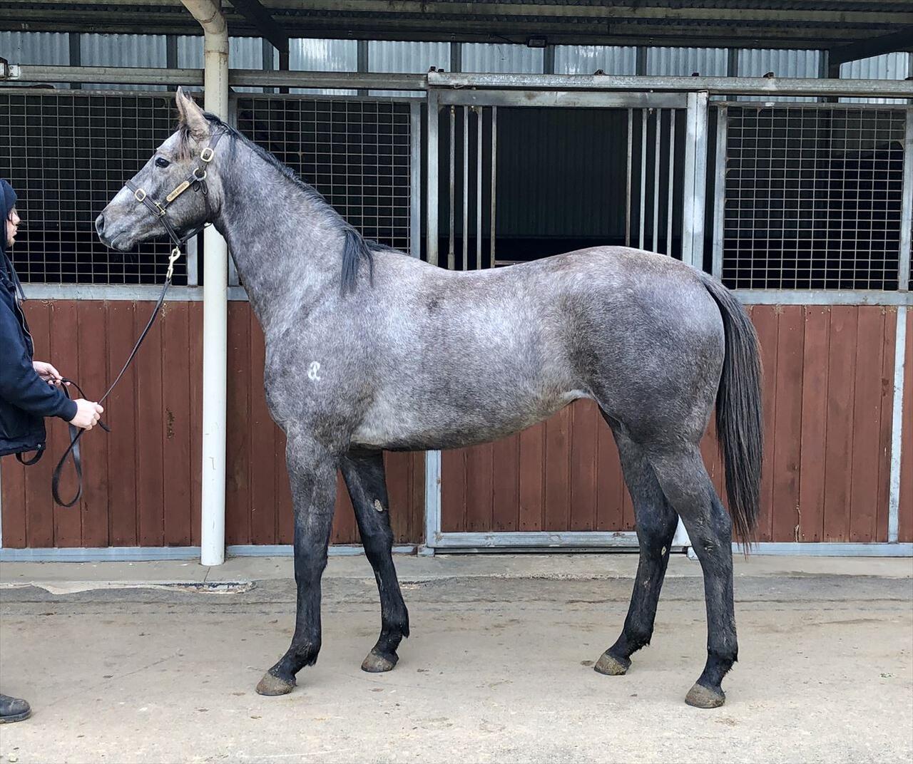 Puissance De Lune Grey Filly - Delbridge Racing