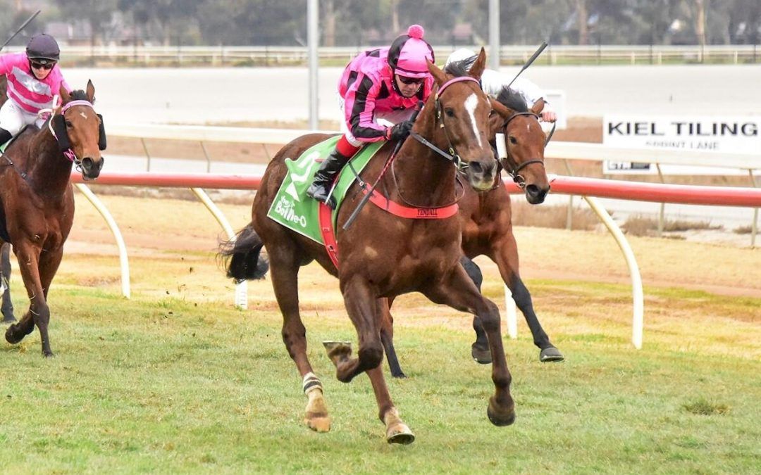 Milestone Win For Ziggy In Think Big Classic Emsley Lodge