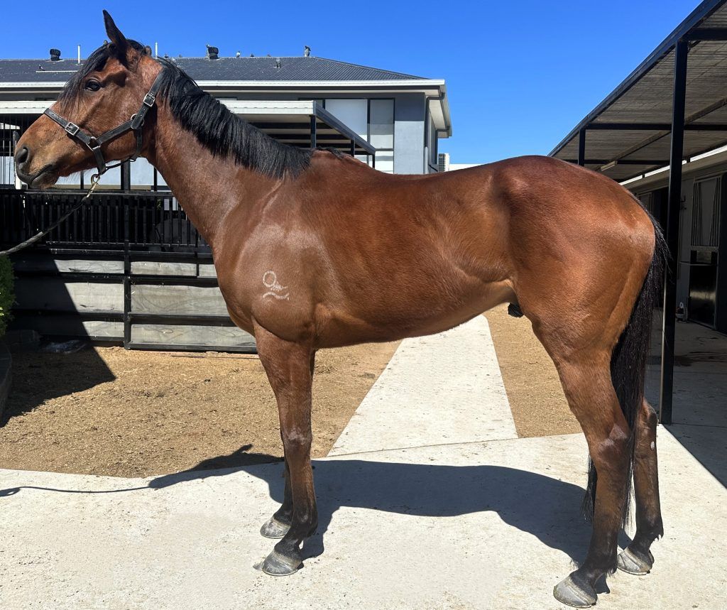 Loose Love - Todd Smart Racing