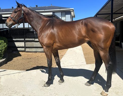 Our Horses - Todd Smart Racing