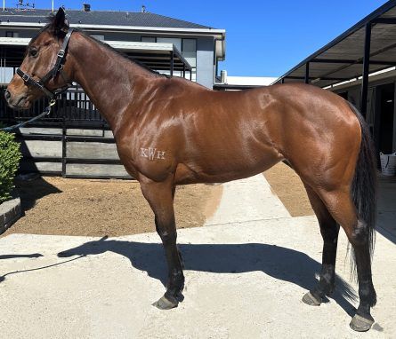 Our Horses - Todd Smart Racing