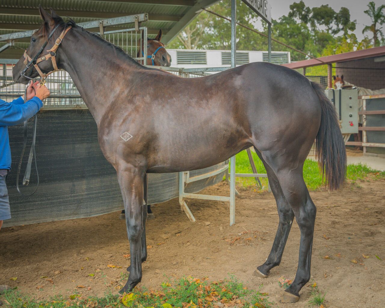 Bessie La Belle - Hazel Park Racing