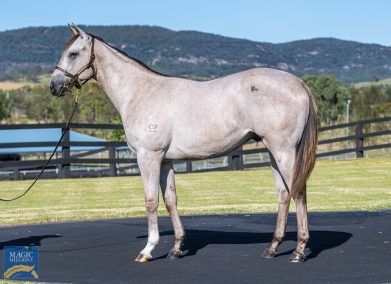 Bennett Racing - Best Horse Racing Syndicates & Racehorse Shares ...