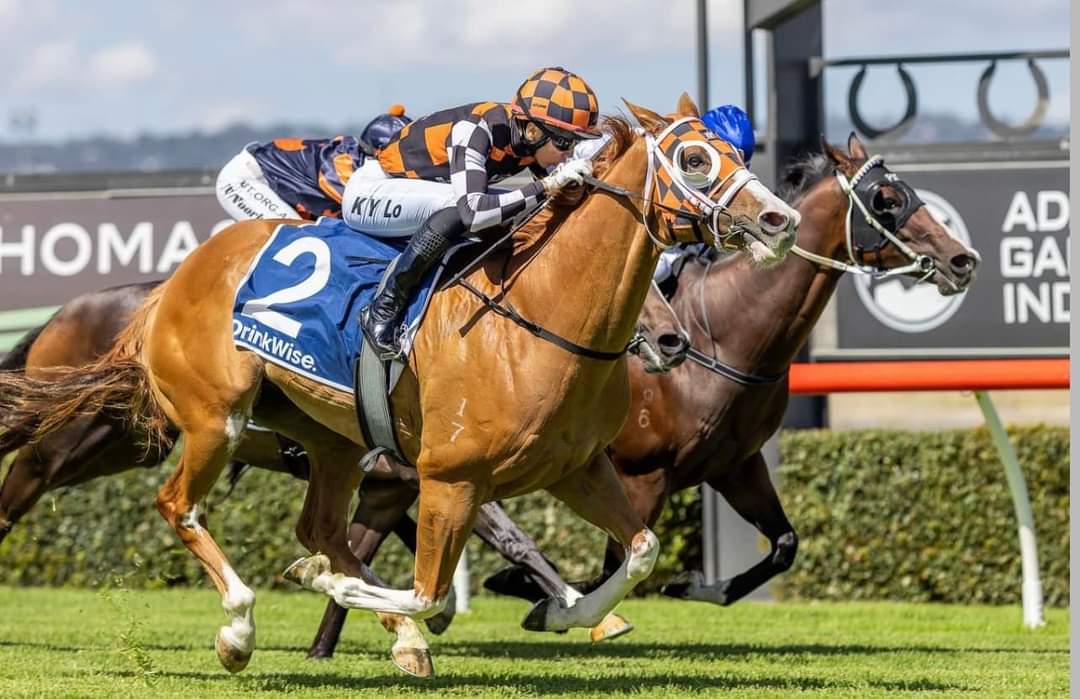 APACHE STAR BOUNCES BACK - Best Horse Racing Syndicates & Racehorse ...