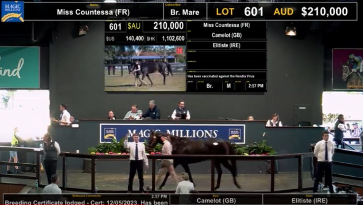 MISS COUNTESSA HEADS BACK TO THE UK AS BENNETT RACING MARES SELL AT ...