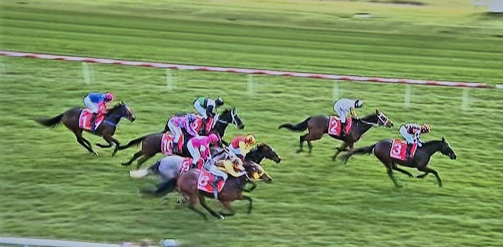 STRONG EFFORT BY DAYAN STAR AS HE NOCHES HIS 2ND WIN - Best Horse ...