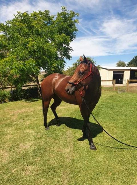 Dornoch - Kelly Crowe - Searle Callanan Racing