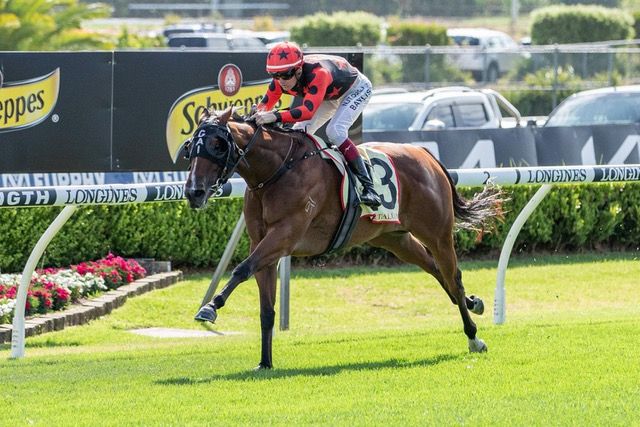 Home - RedFox Thoroughbreds